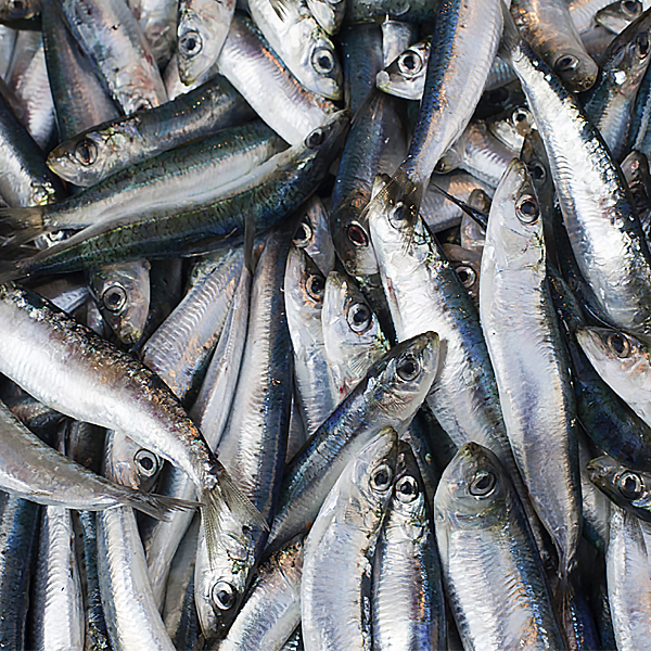 Sardines $7.99kg. - Durack Aussie Seafood House