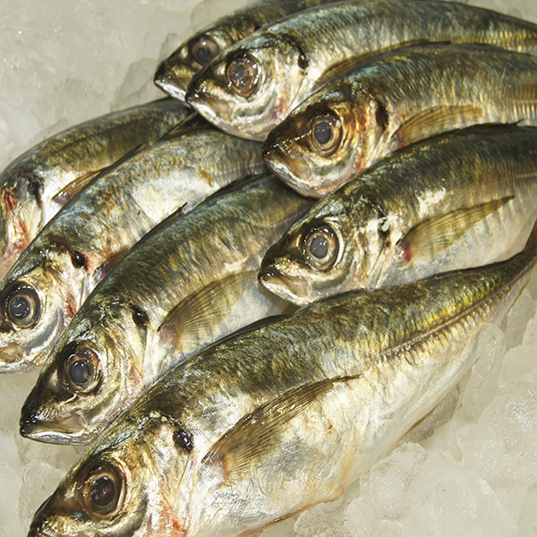 Scads Yellowtail Fresh Wild Caught - Durack Aussie Seafood House