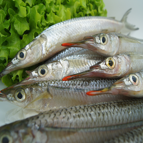 Garfish Fresh Wild Caught - Durack Aussie Seafood House