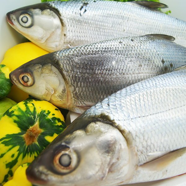 Milkfish $13.99 kg - Durack Aussie Seafood House