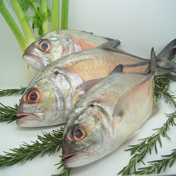 Trevally Fresh Deep Sea Wild Caught - Durack Aussie Seafood House