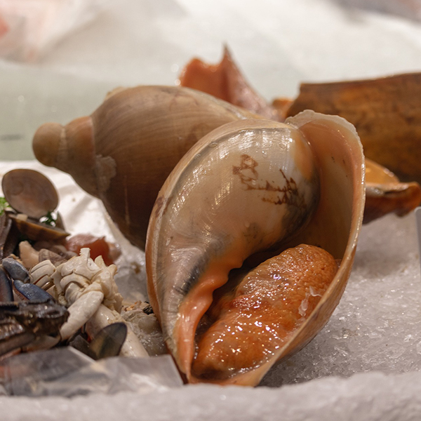 Bailer Shells Fresh Wild Caught - Durack Aussie Seafood House