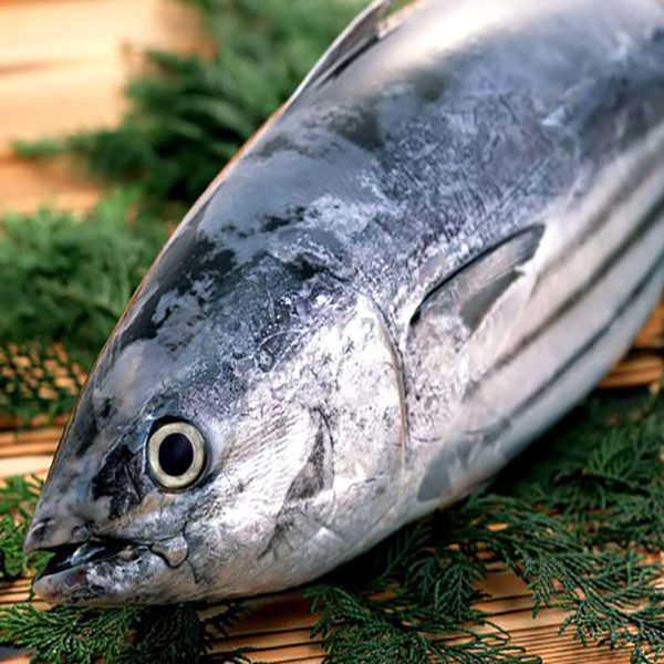 Mac-Tuna-palamida-6x6 - Durack Aussie Seafood House