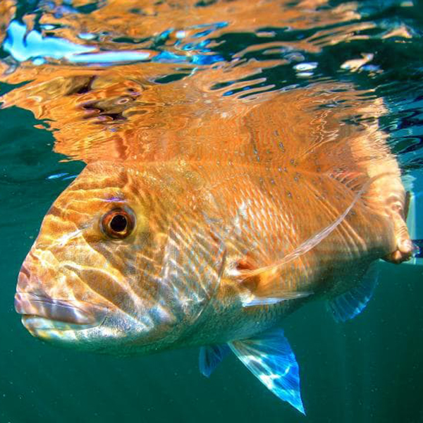 Snapper Fresh Wild Caught - Durack Aussie Seafood House