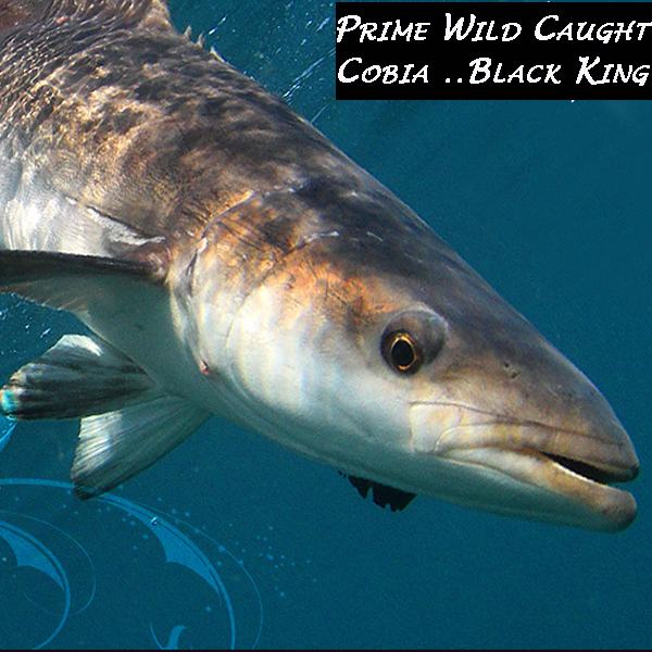 Cobia .. Black King Fish - Durack Aussie Seafood House