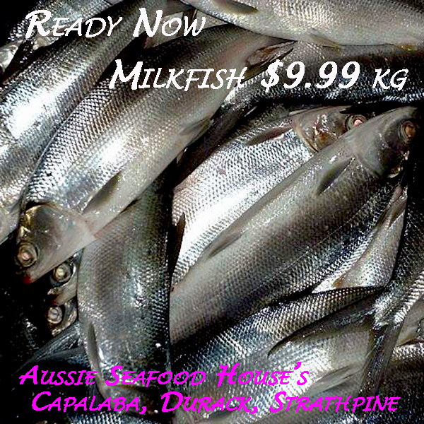 Fresh Whole Fish Archives - Page 4 of 4 - Durack Aussie Seafood House
