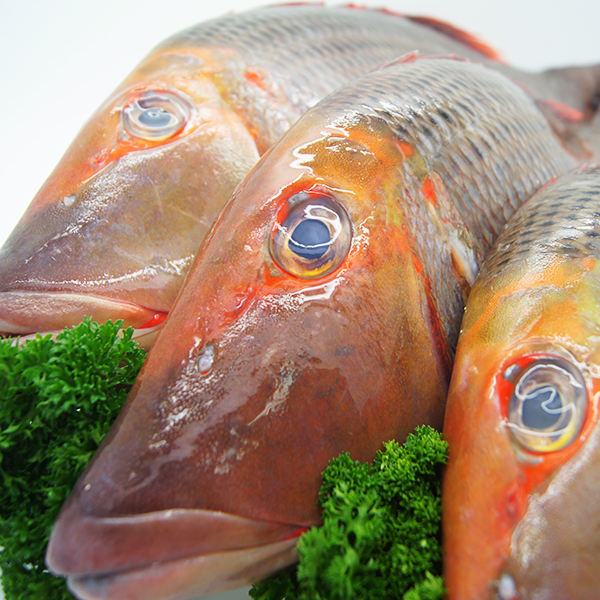 Fresh Whole Fish Archives - Page 2 of 4 - Durack Aussie Seafood House