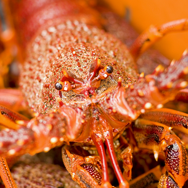 Lobsters $39.99 Each - Durack Aussie Seafood House