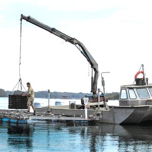 Beer-Butter Grilled Oysters - Durack Aussie Seafood House