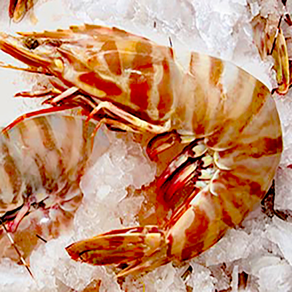 Jumbo U10 Tigers Wild Caught - Durack Aussie Seafood House